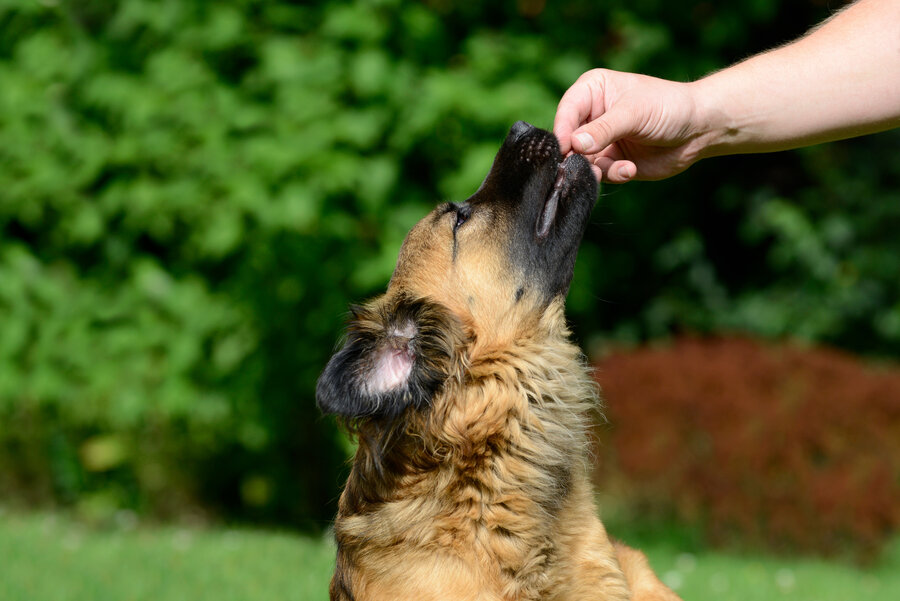 Flere tilfeller av sjelden nyresykdom hos hund | NMBU Flere tilfeller av sjelden nyresykdom hos hund | NMBU